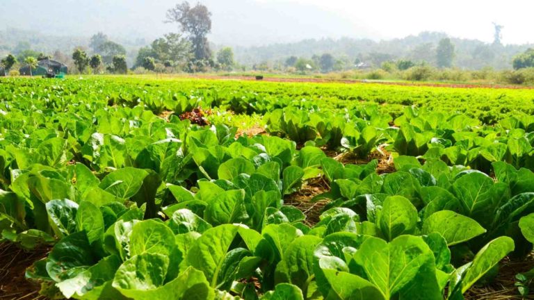 What Are The Various Key Points To Remember To Start Vegetable Farming?