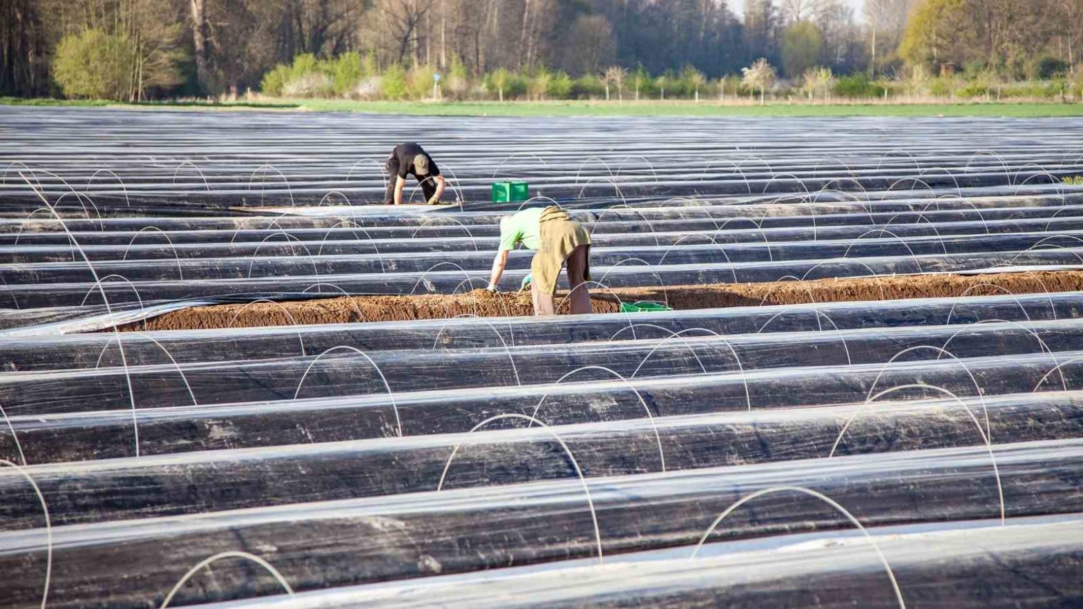 Contract Farming is an important Way to Sustainable Agriculture in India
